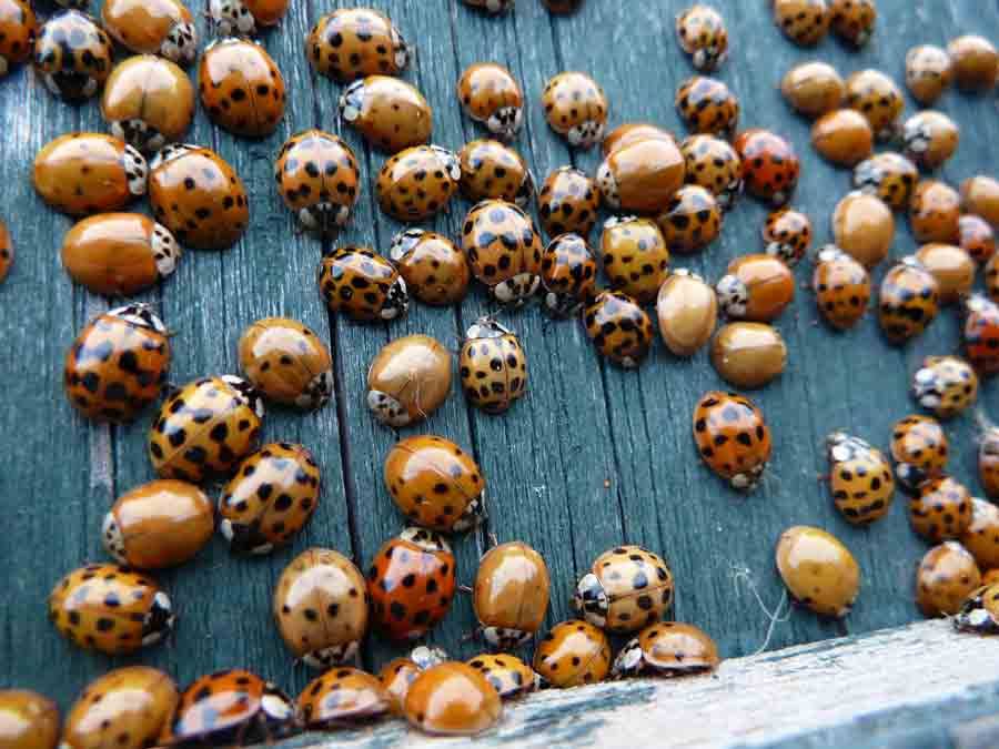 Surrealist Trapdoor: Invasion of the Ladybugs – M.H. Callway Thriller ...